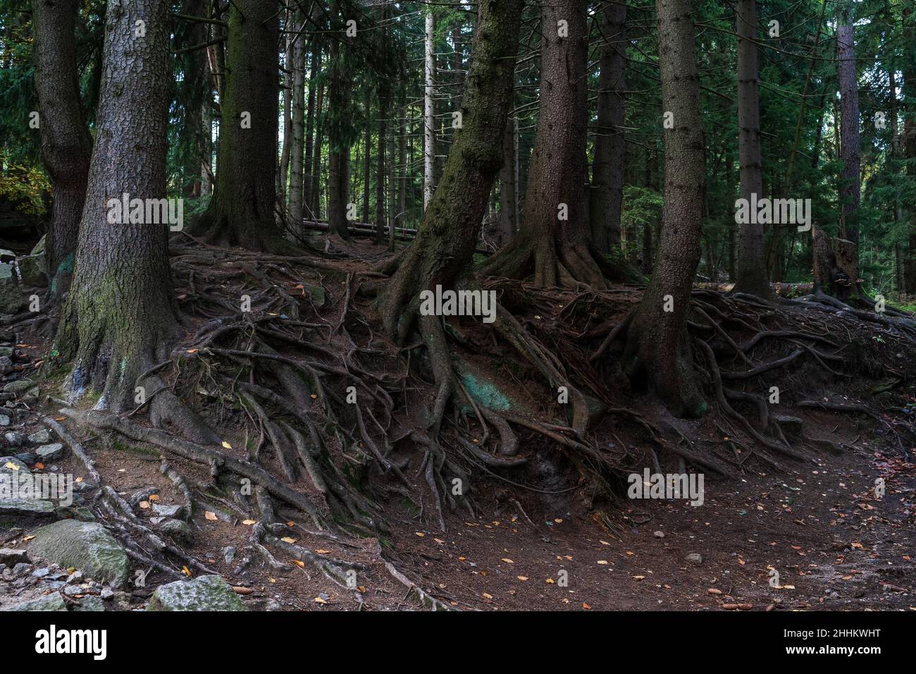 Spectacular tree roots on the surface of the ground Stock Photo - Alamy