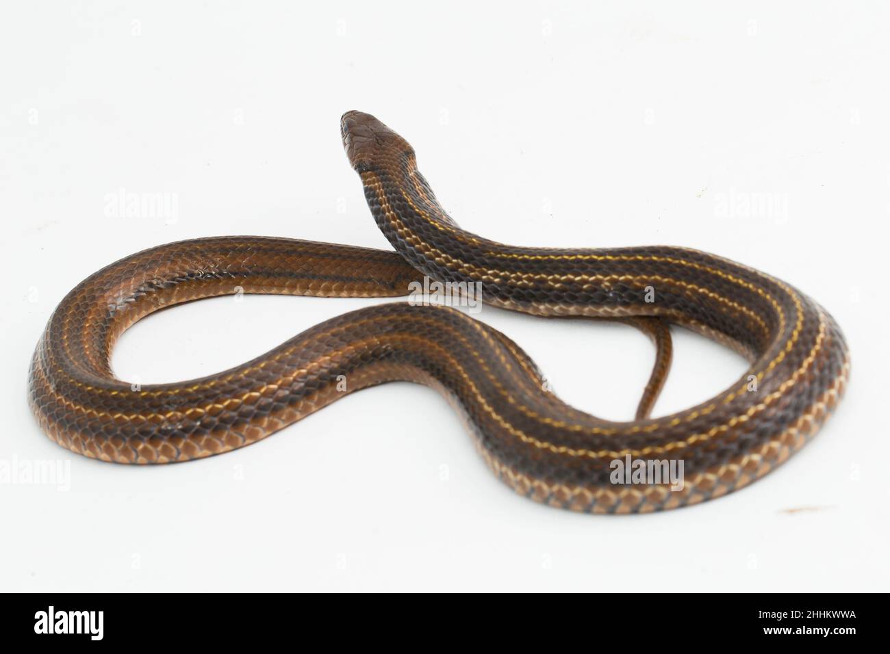 The checkered keelback (Fowlea piscator), Asiatic water snake. Isolated ...