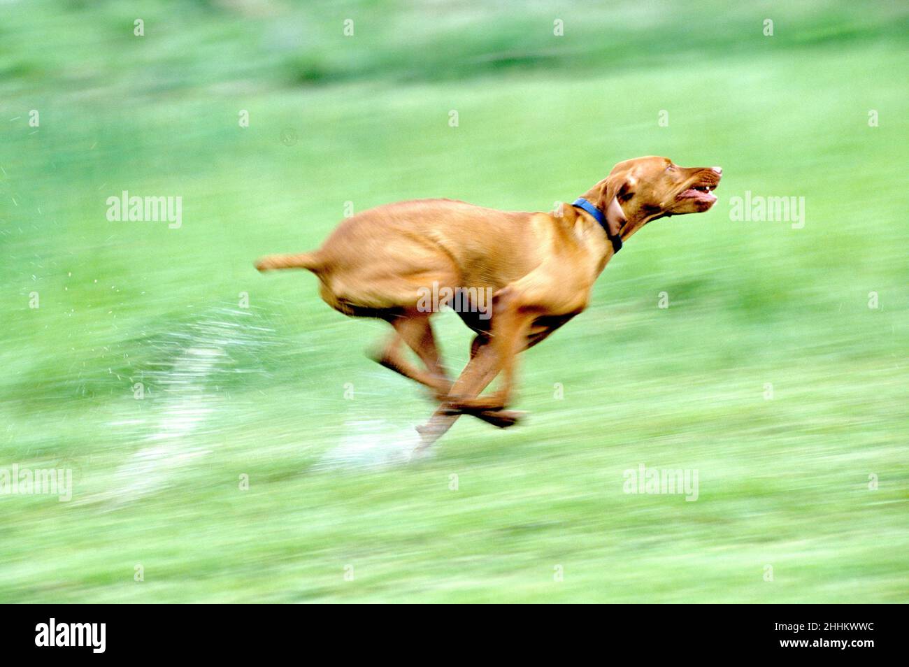 Hungarian Vizsla running through shallow water Stock Photo - Alamy