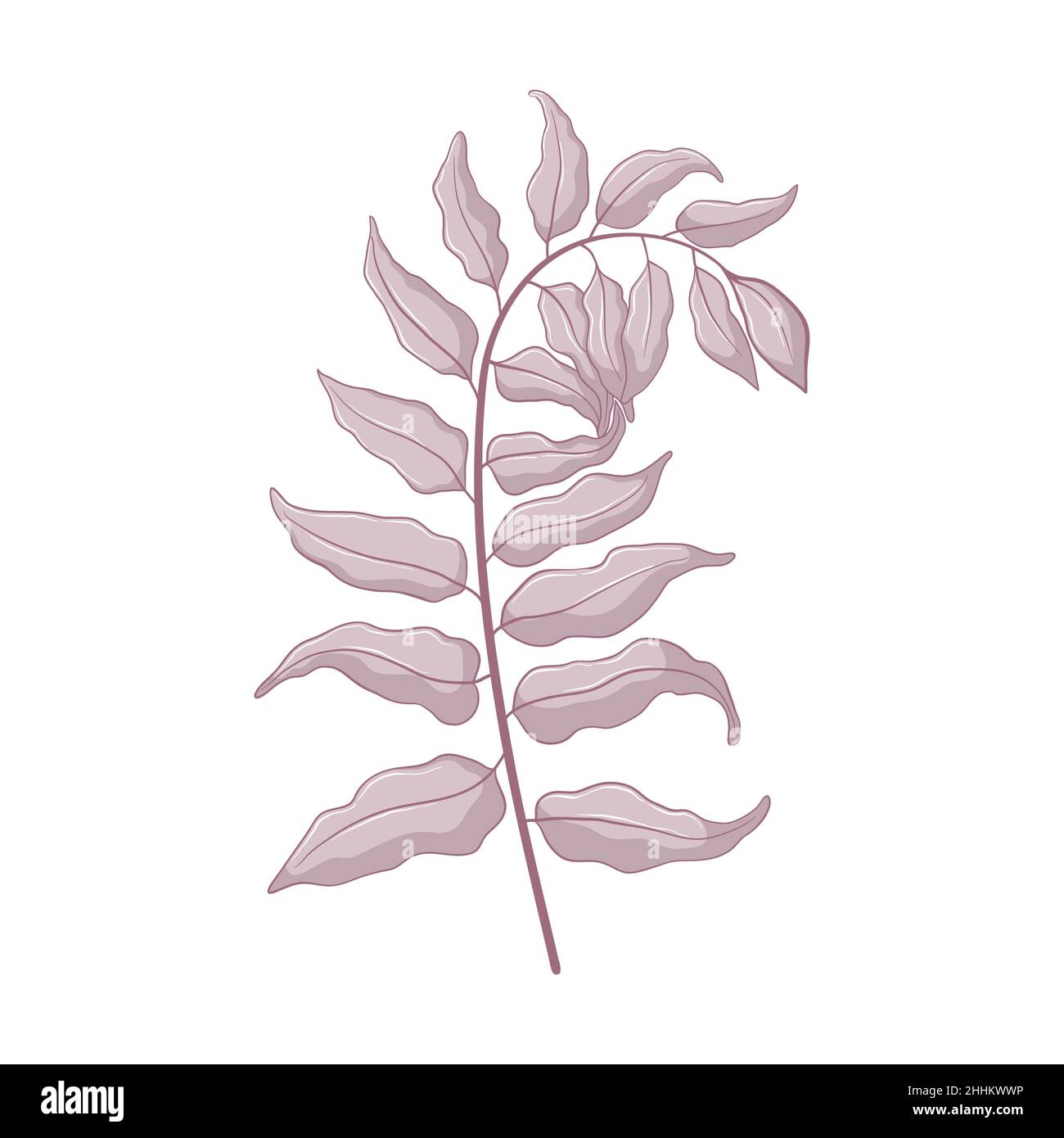 Single grey branch with leaves. Leaves isolated on white background ...