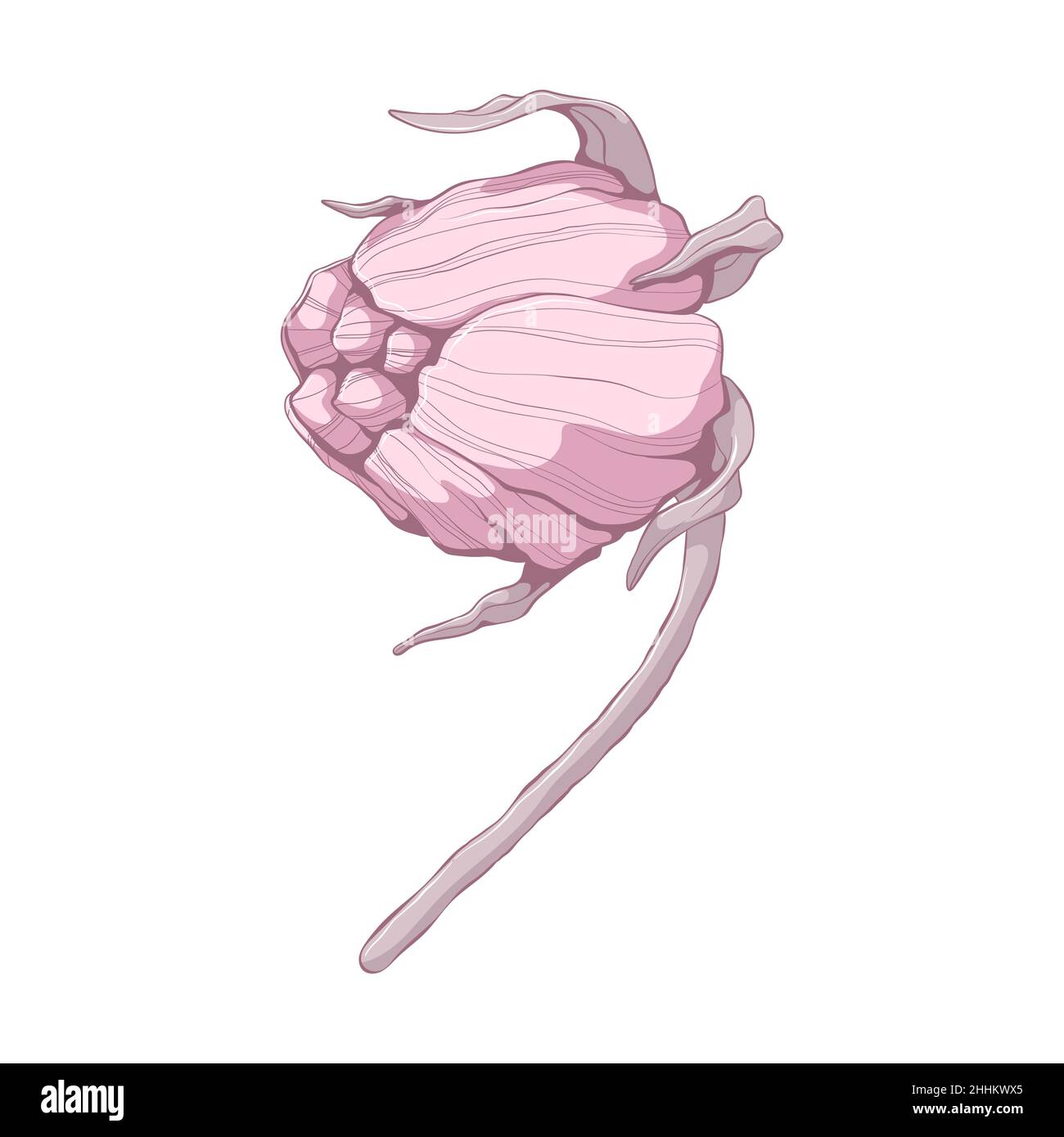 Single pink rose bud. Flower head isolated on white background. Hand ...