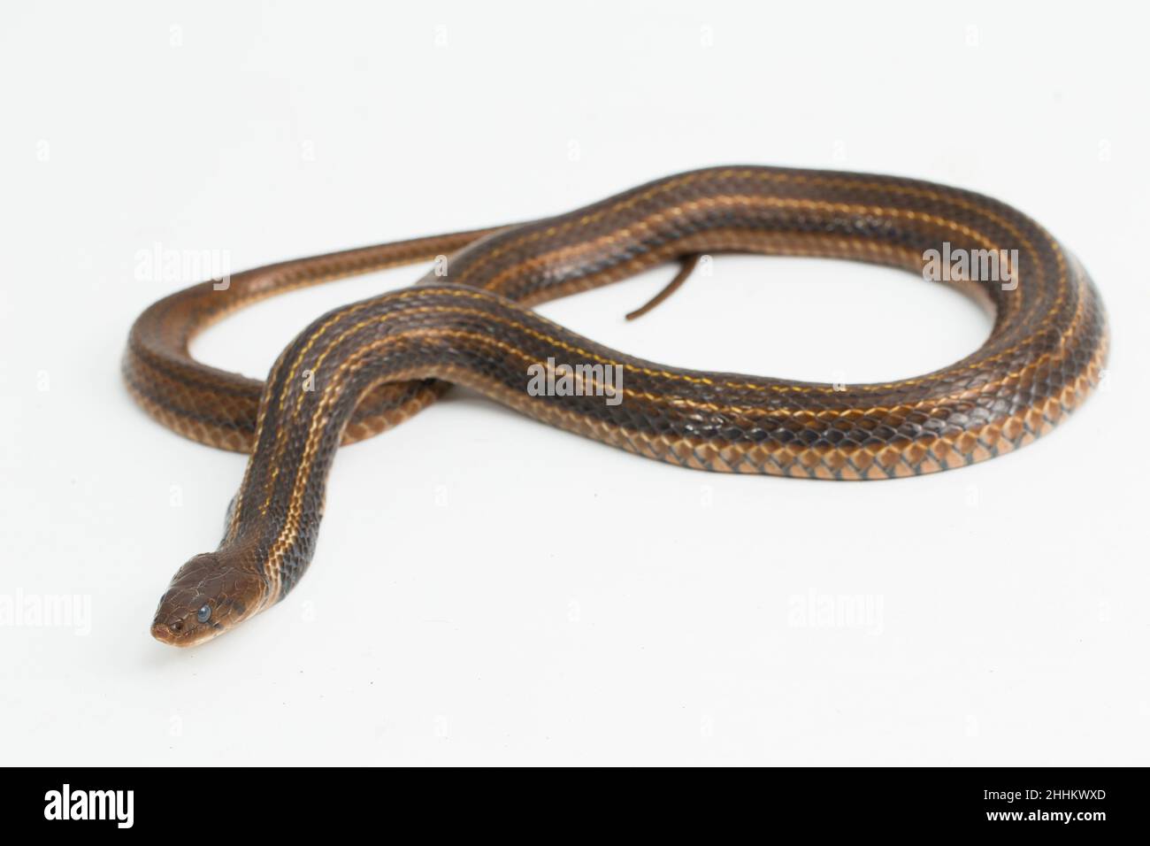 The checkered keelback (Fowlea piscator), Asiatic water snake. Isolated ...