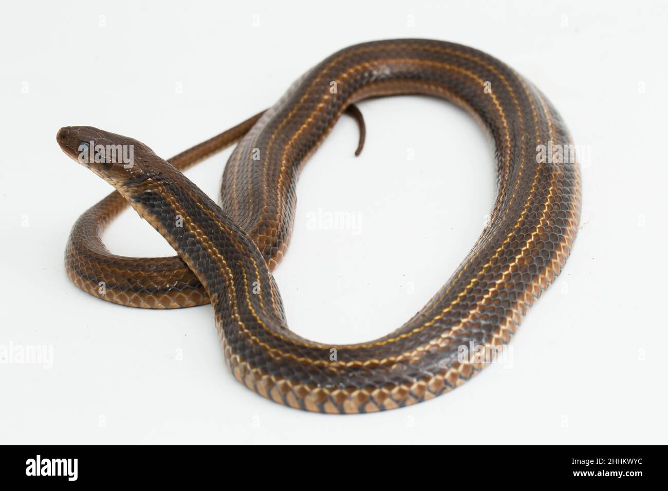 The checkered keelback (Fowlea piscator), Asiatic water snake. Isolated ...