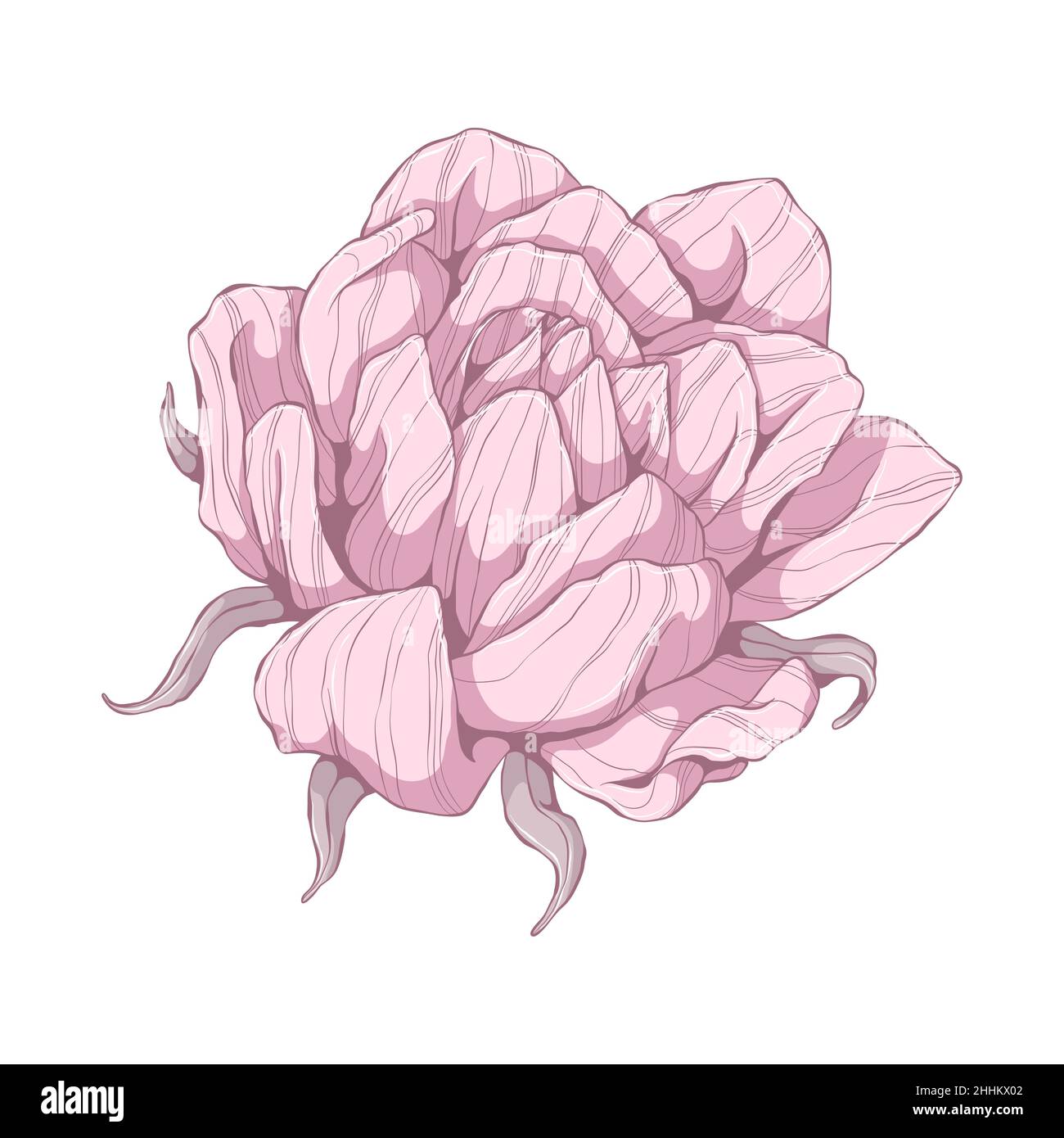 Single pink rose. Flower head isolated on white background. Hand drawn ...