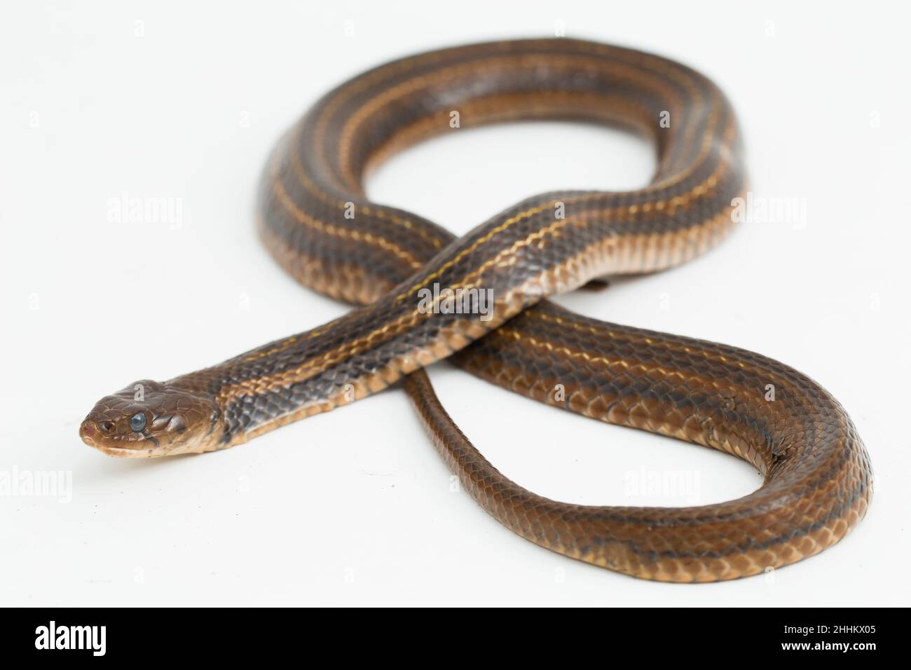 The checkered keelback (Fowlea piscator), Asiatic water snake. Isolated ...
