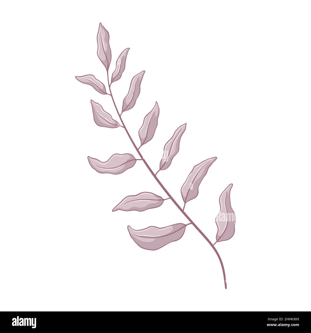 Single grey branch with leaves. Leaves isolated on white background ...