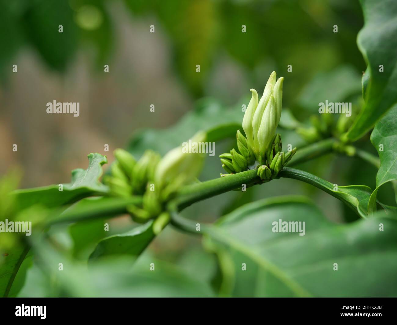 Robusta coffee flower buds on tree plant with natural green leaf in ...