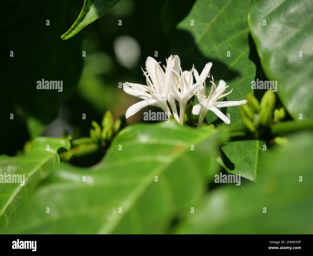 Robusta coffee blossom on tree plant with green leaf with black color ...