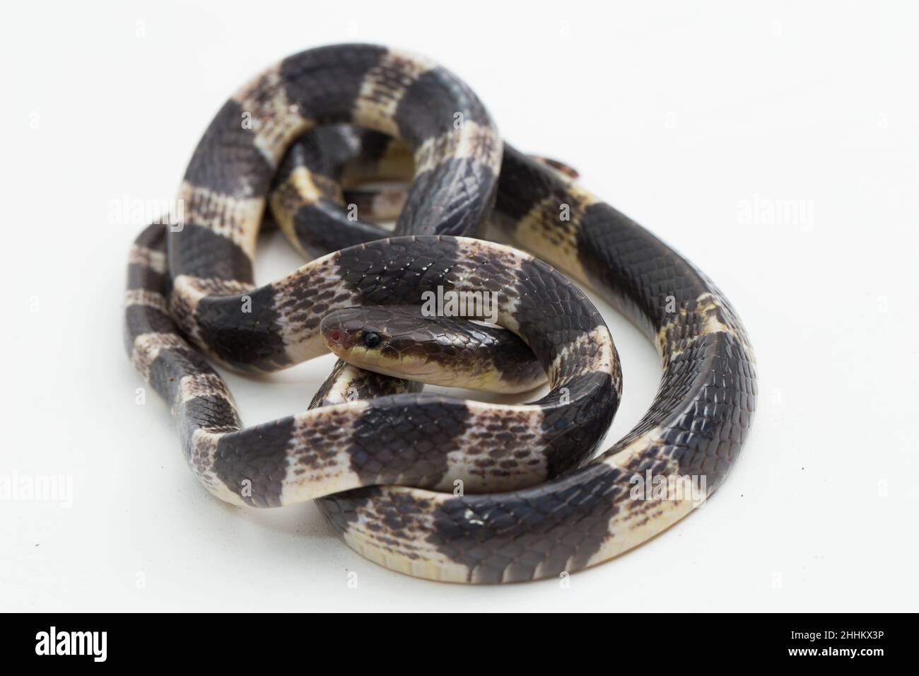 Highly venomous, Malayan krait or blue krait (Bungarus candidus ...