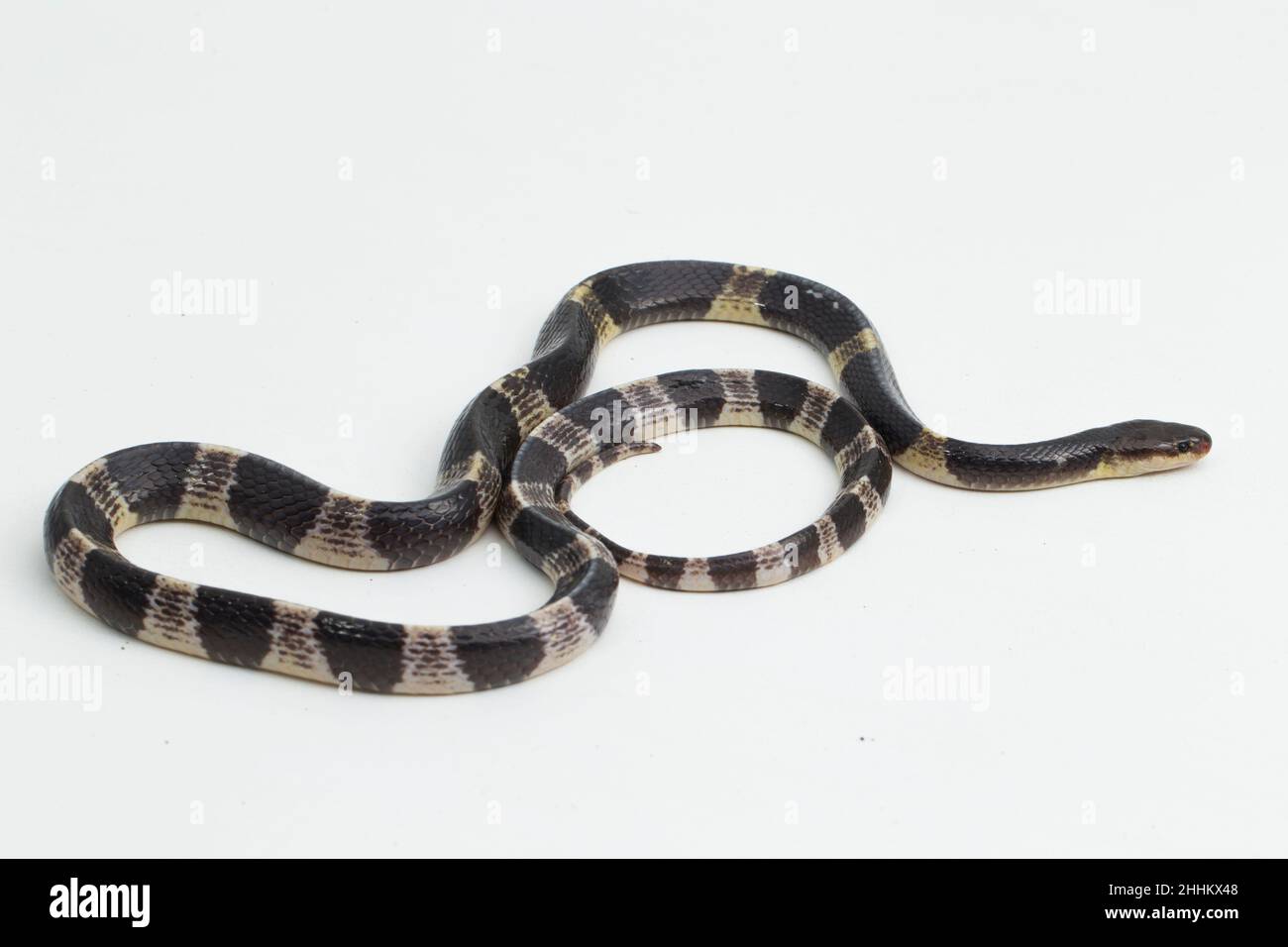 Highly venomous, Malayan krait or blue krait (Bungarus candidus ...