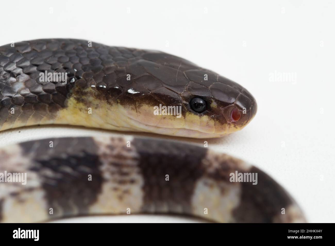 Highly venomous, Malayan krait or blue krait (Bungarus candidus ...