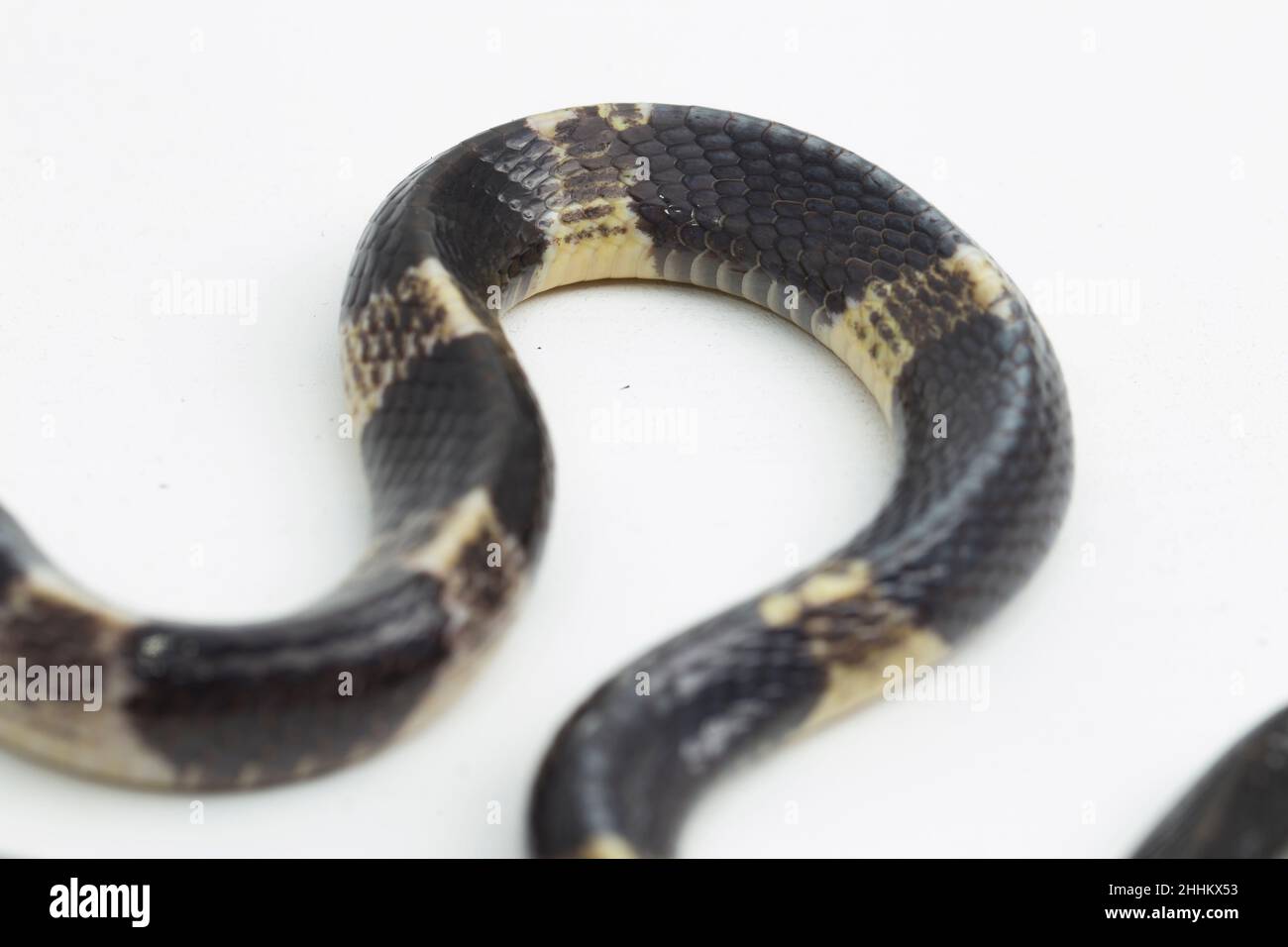 Highly venomous, Malayan krait or blue krait (Bungarus candidus ...