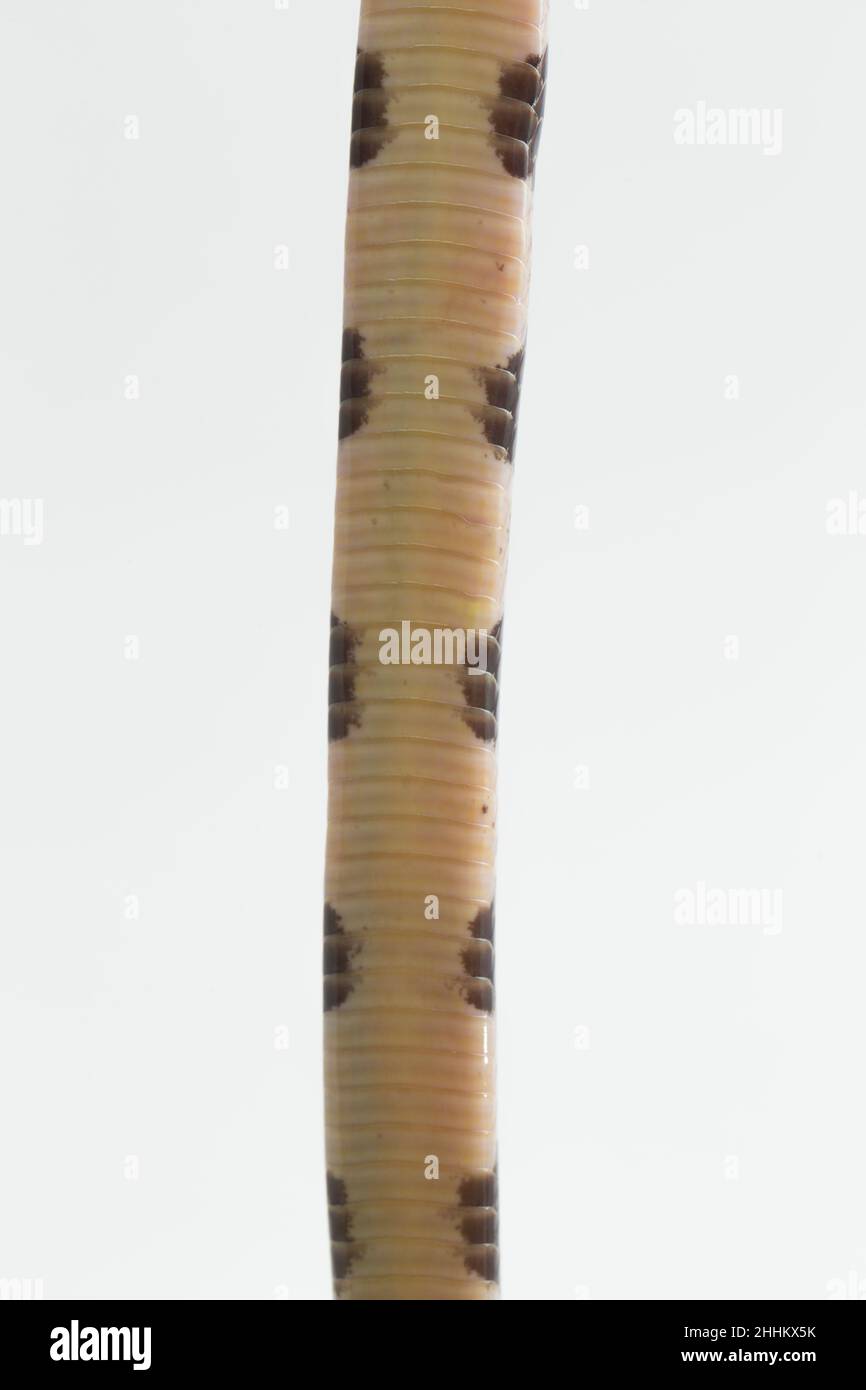 Highly venomous, Malayan krait or blue krait (Bungarus candidus ...