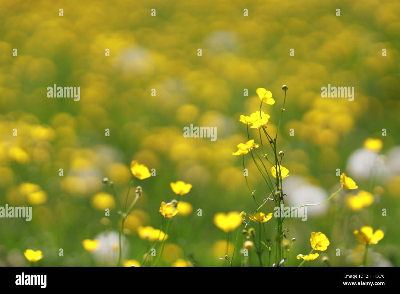 Real plant hi-res stock photography and images - Alamy