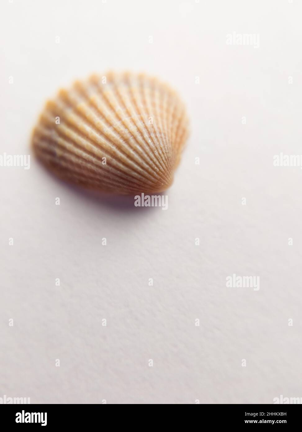 Close up of seashells in a white background with its beautiful patterns ...