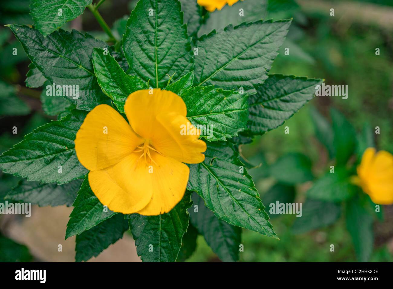 Macro photo of wild flower on the park when spring time. the photos is ...
