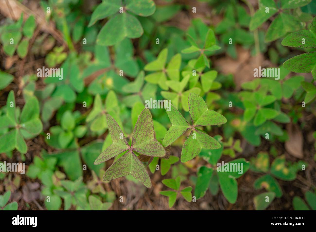 Macro photo of three leaf clover on the park when spring time. the ...
