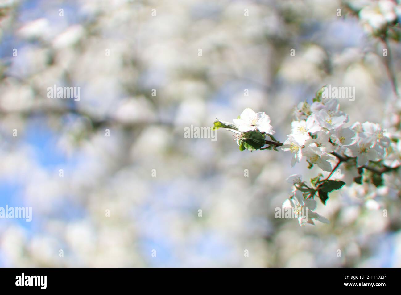 Real apple hi-res stock photography and images - Alamy