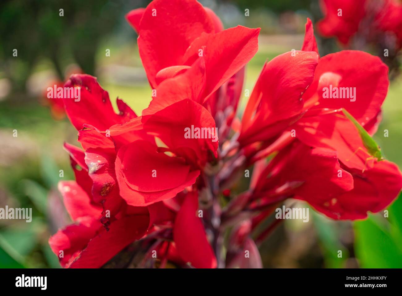 Macro photo of wild flower on the park when spring time. the photos is ...