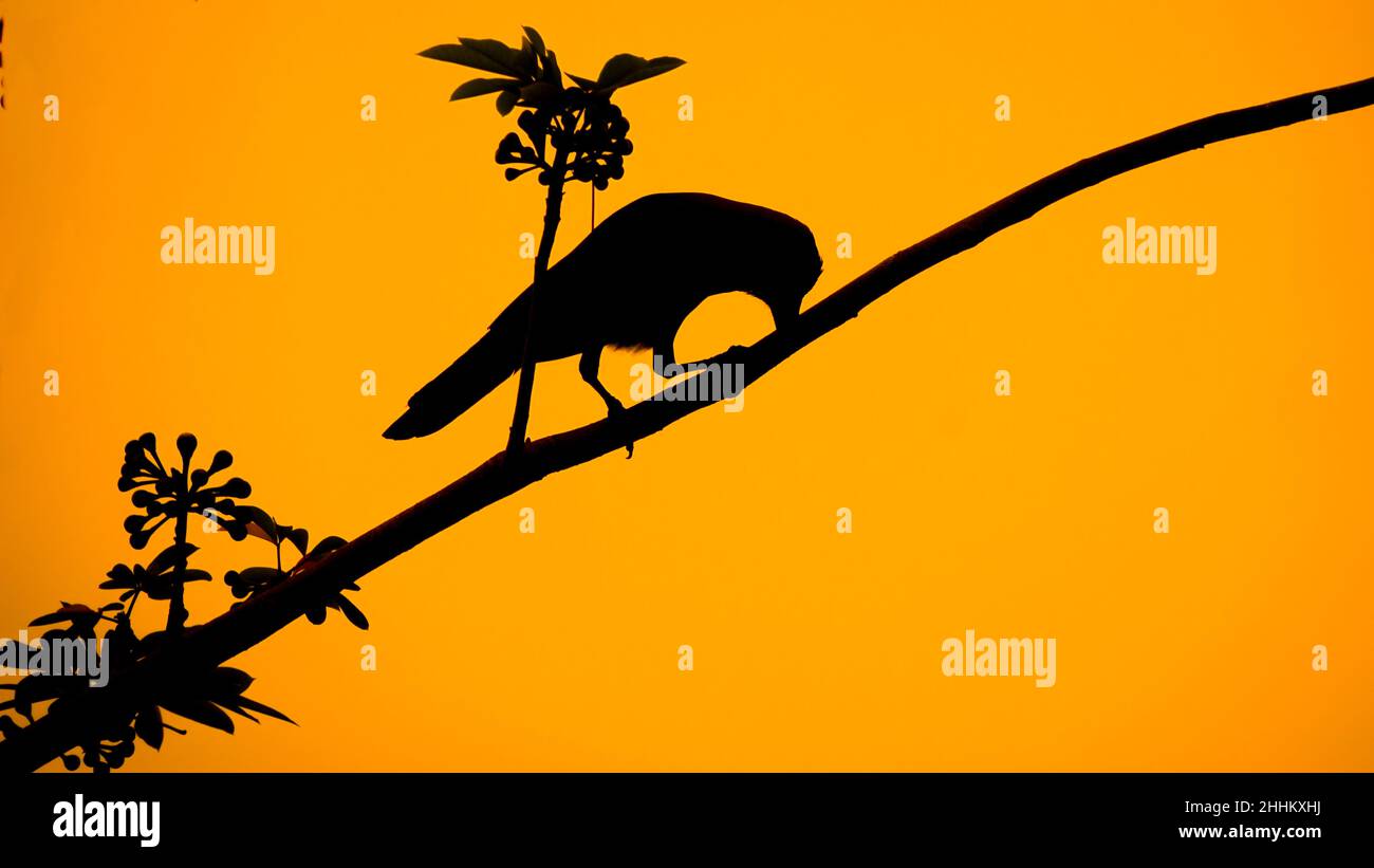 A shadow of a crow sitting in a tree branch Stock Photo - Alamy