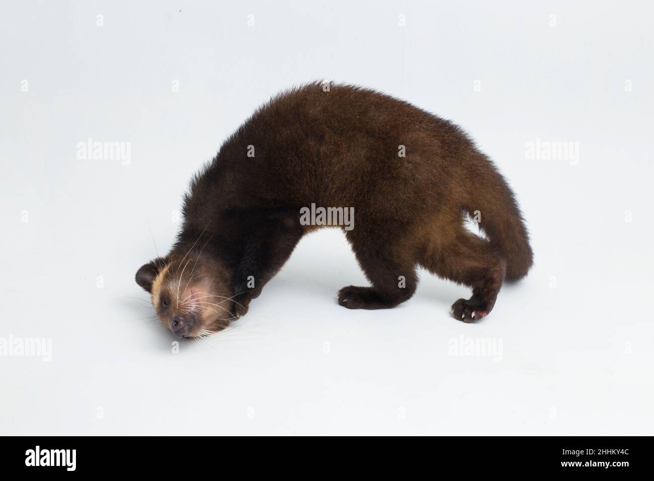 Sumatran Masked Palm Civet Paguma larvata leucomystax isolated on white ...