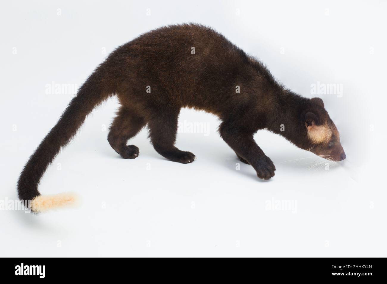 Sumatran Masked Palm Civet Paguma larvata leucomystax isolated on white ...