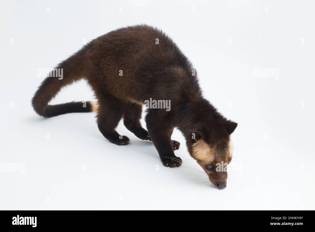 Sumatran Masked Palm Civet Paguma larvata leucomystax isolated on white ...