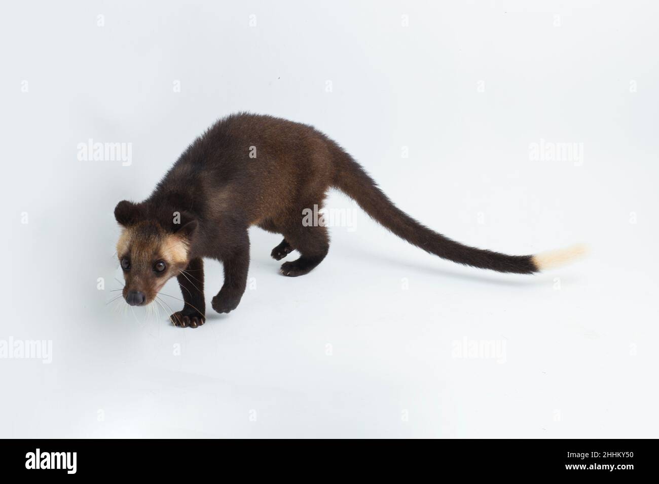 Sumatran Masked Palm Civet Paguma larvata leucomystax isolated on white ...