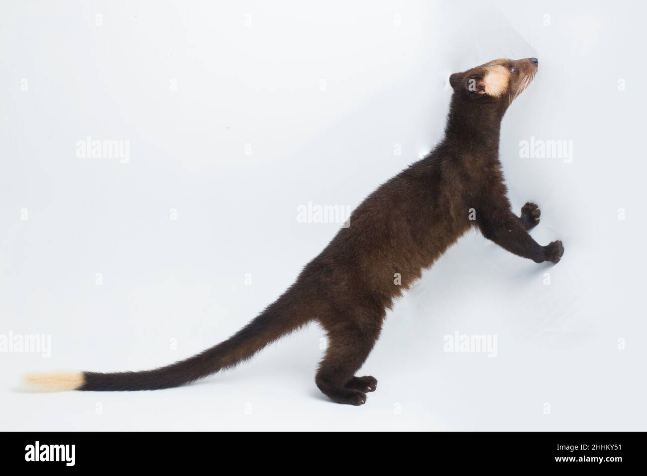 Sumatran Masked Palm Civet Paguma larvata leucomystax isolated on white ...