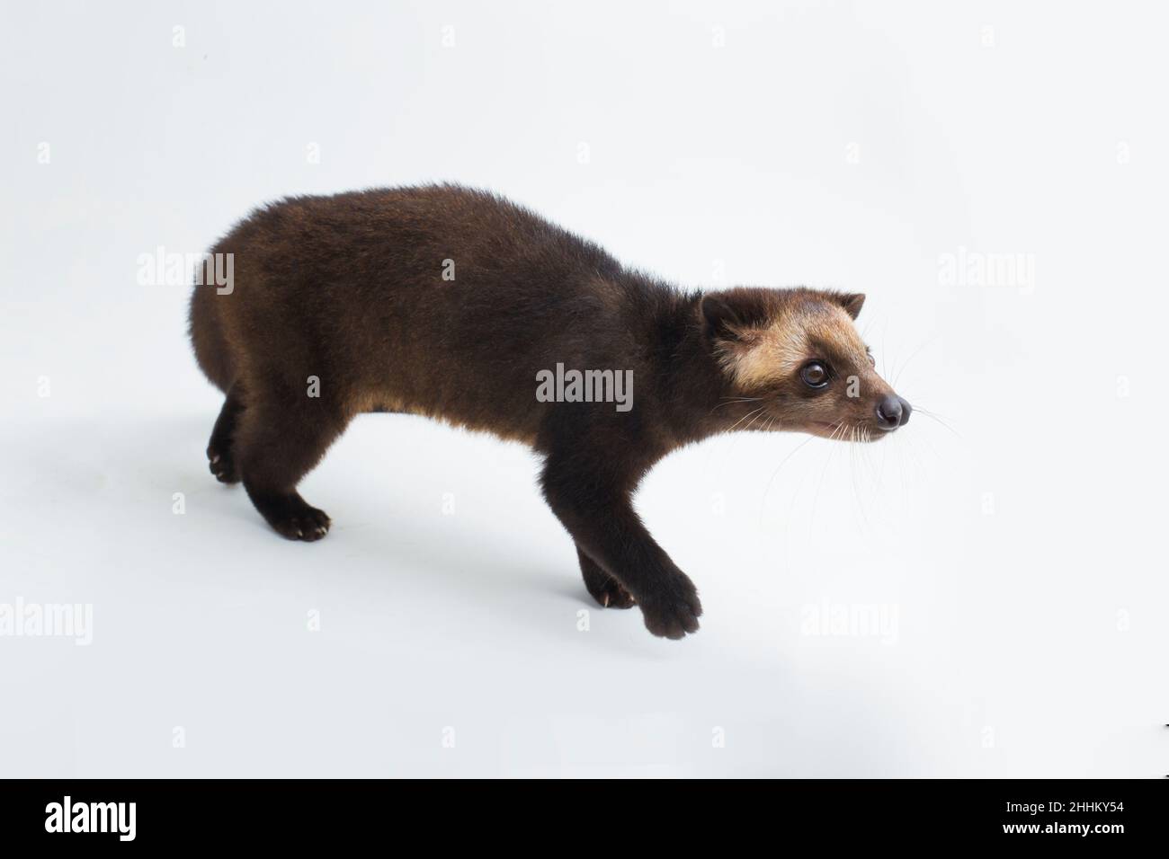 Sumatran Masked Palm Civet Paguma larvata leucomystax isolated on white ...
