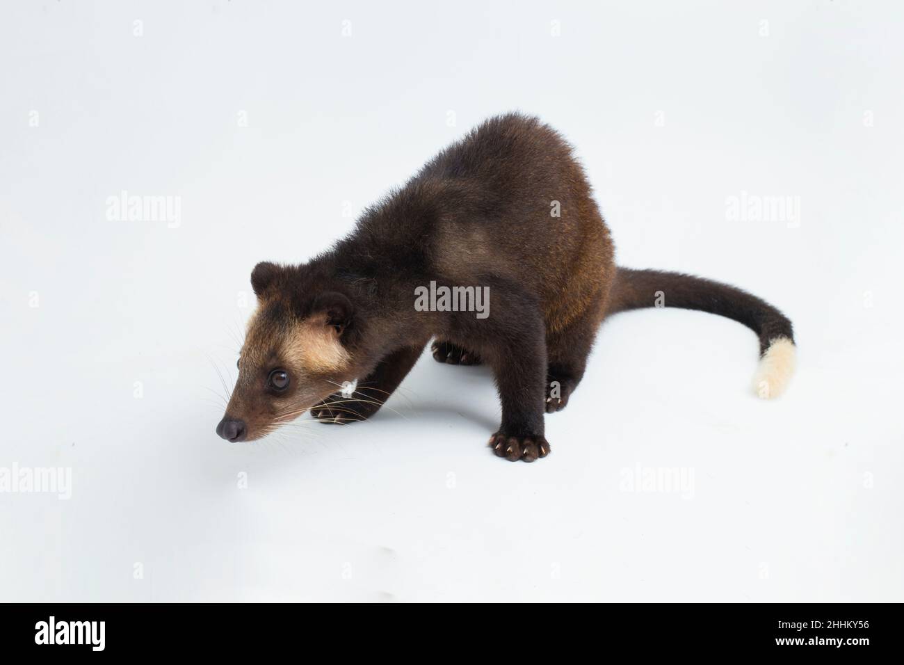 Sumatran Masked Palm Civet Paguma larvata leucomystax isolated on white ...