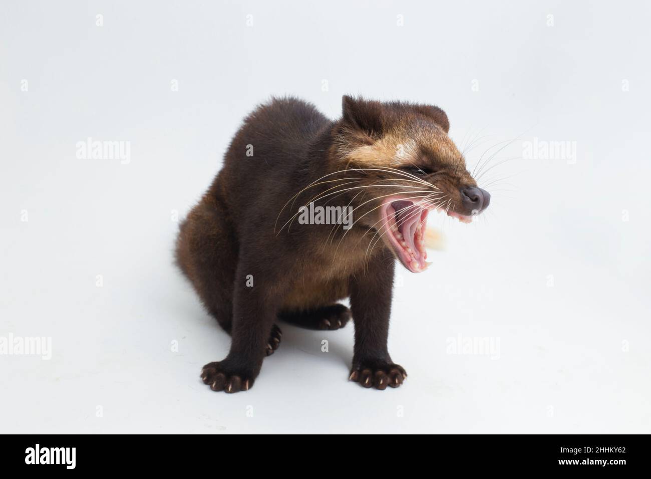 Sumatran Masked Palm Civet Paguma larvata leucomystax isolated on white ...