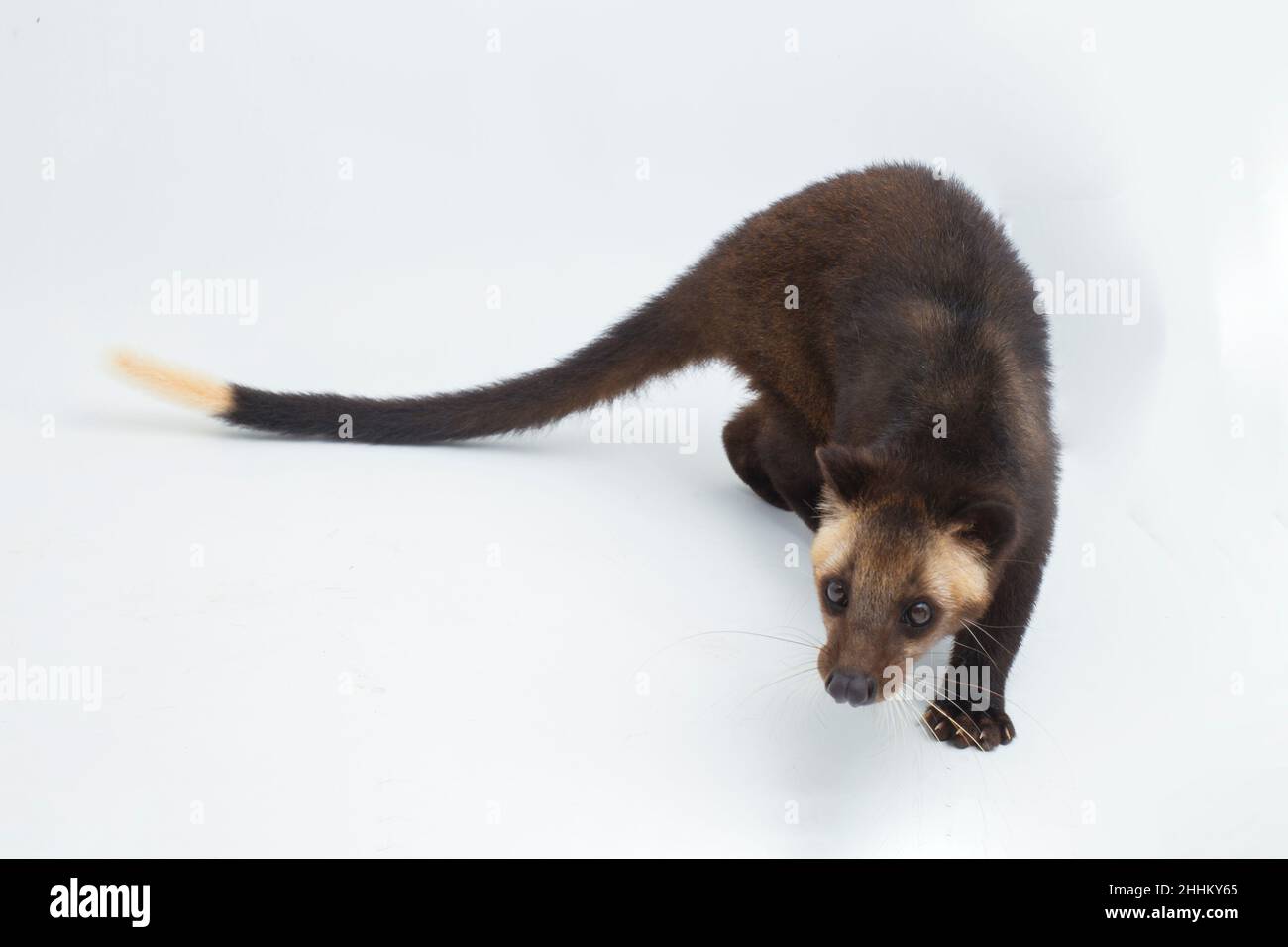 Sumatran Masked Palm Civet Paguma larvata leucomystax isolated on white ...