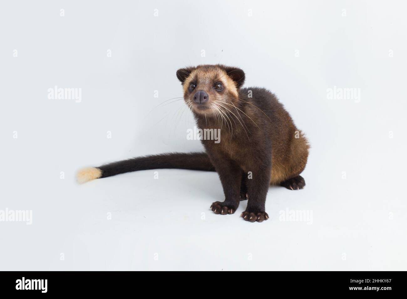 Sumatran Masked Palm Civet Paguma larvata leucomystax isolated on white ...