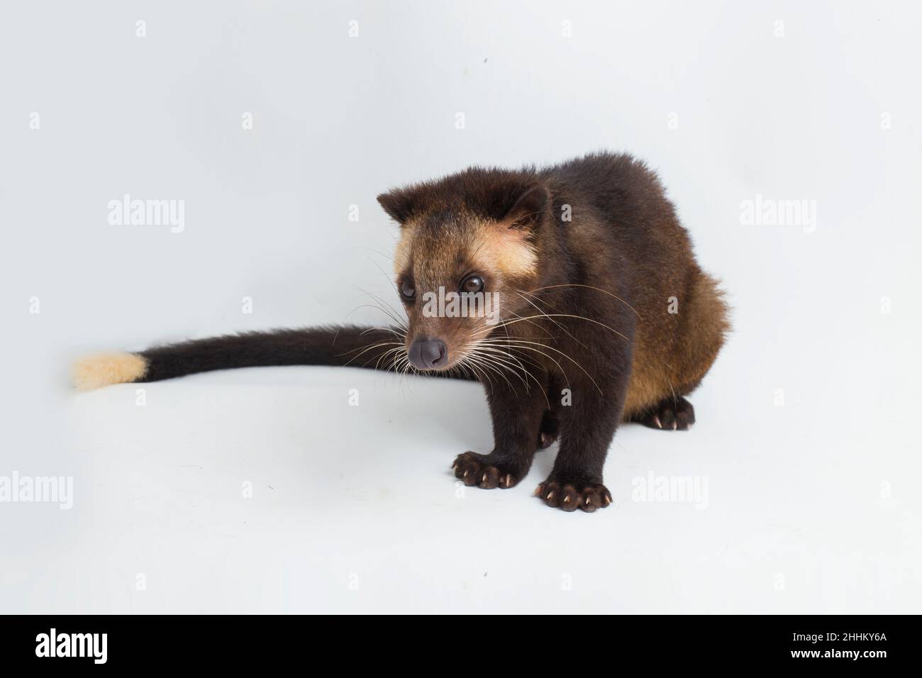 Sumatran Masked Palm Civet Paguma larvata leucomystax isolated on white ...