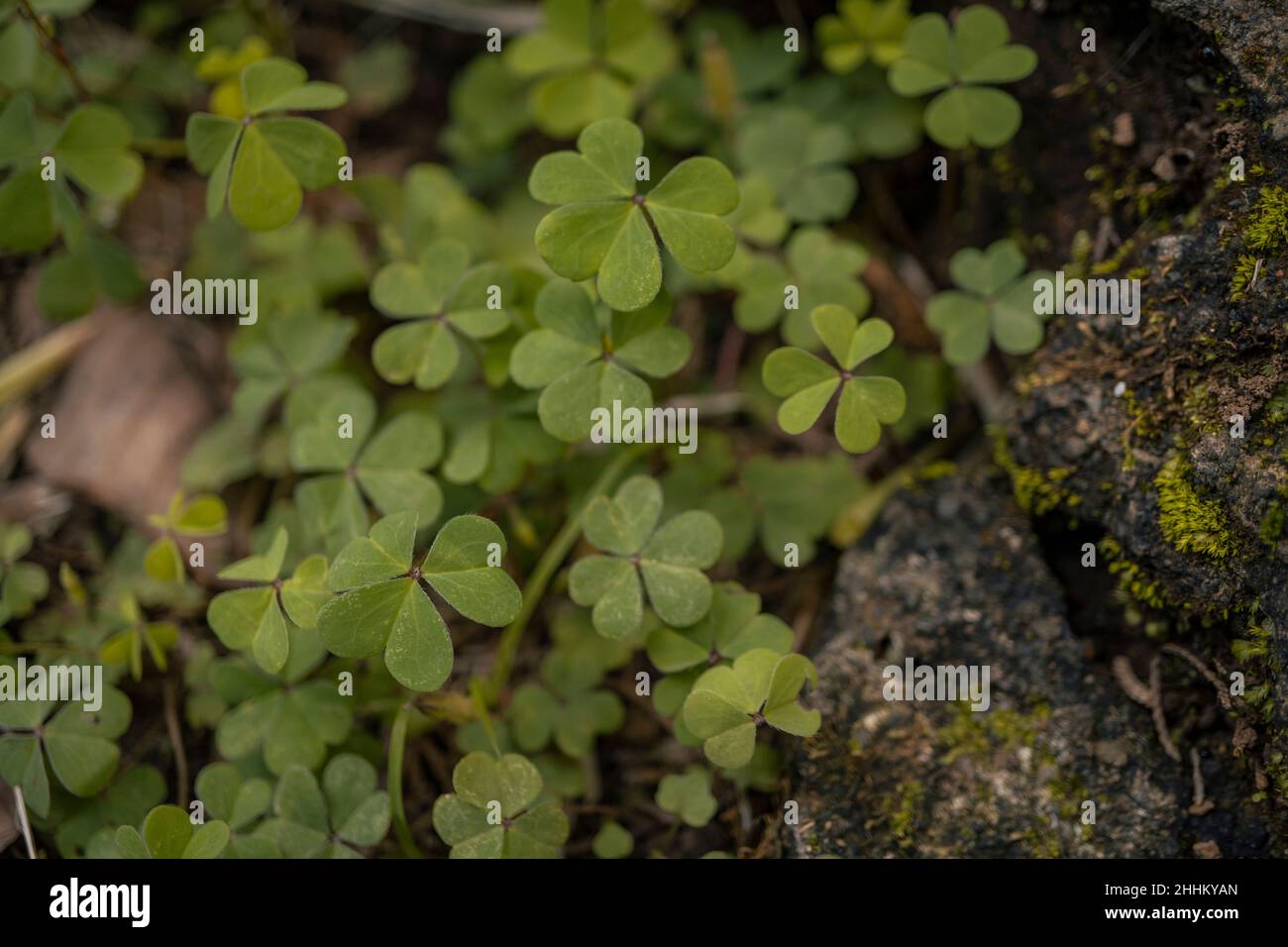 Macro photo of three leaf clover on the park when spring time. the ...