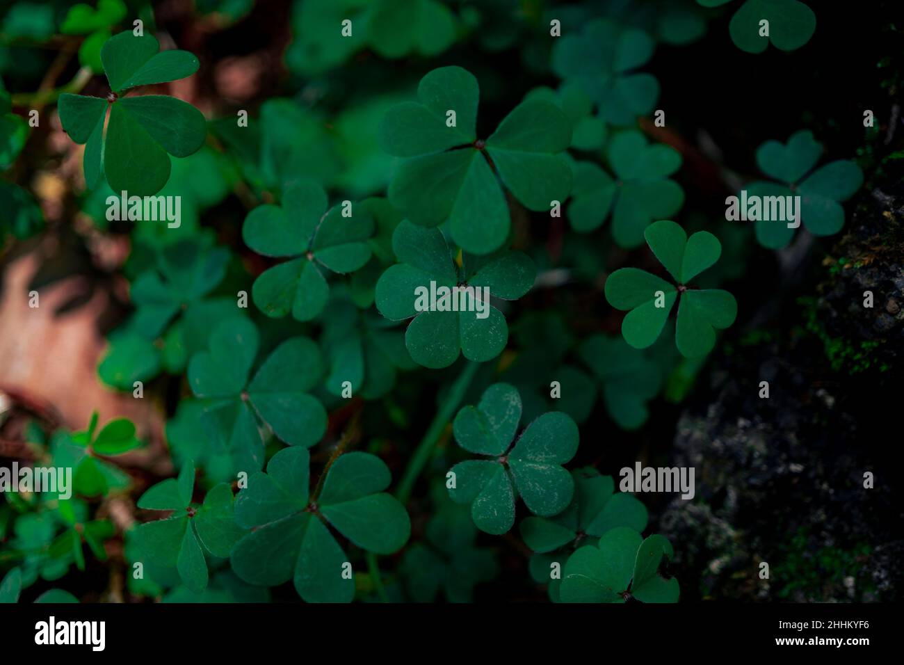 Macro photo of three leaf clover on the park when spring time. the ...