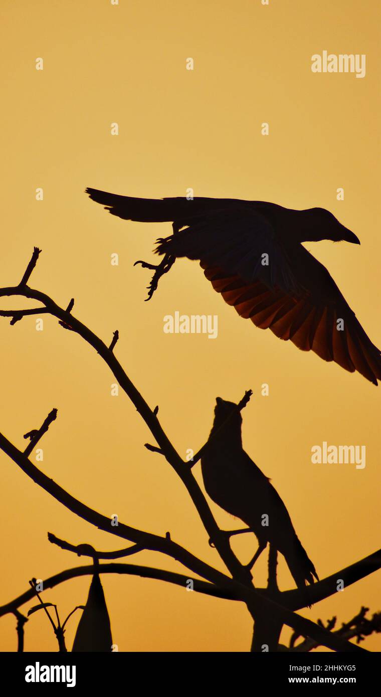 A shadow of a crow sitting in a tree branch Stock Photo - Alamy