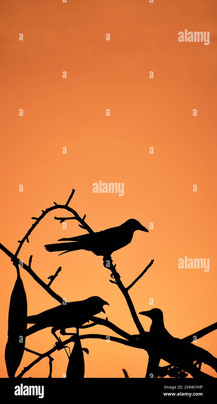 A shadow of a crow sitting in a tree branch Stock Photo - Alamy