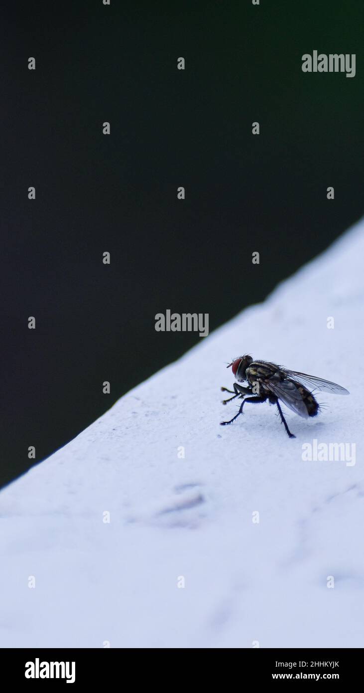 A close up picture of a house fly Stock Photo - Alamy