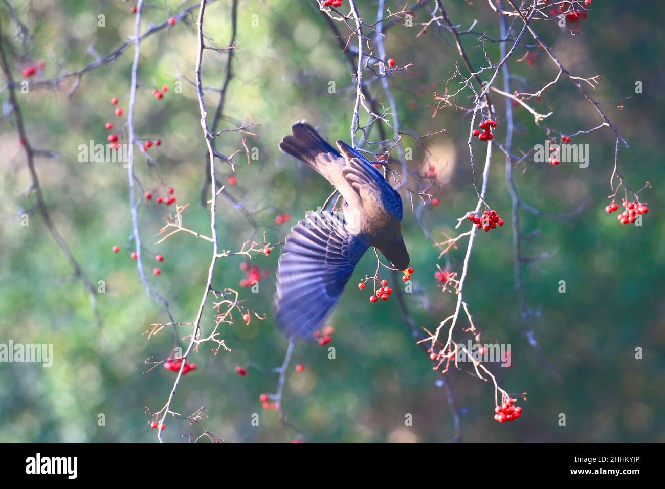 Robin flying berries hi-res stock photography and images - Alamy