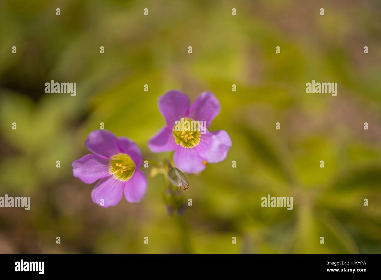 Macro photo of wild flower on the park when spring time. the photos is ...