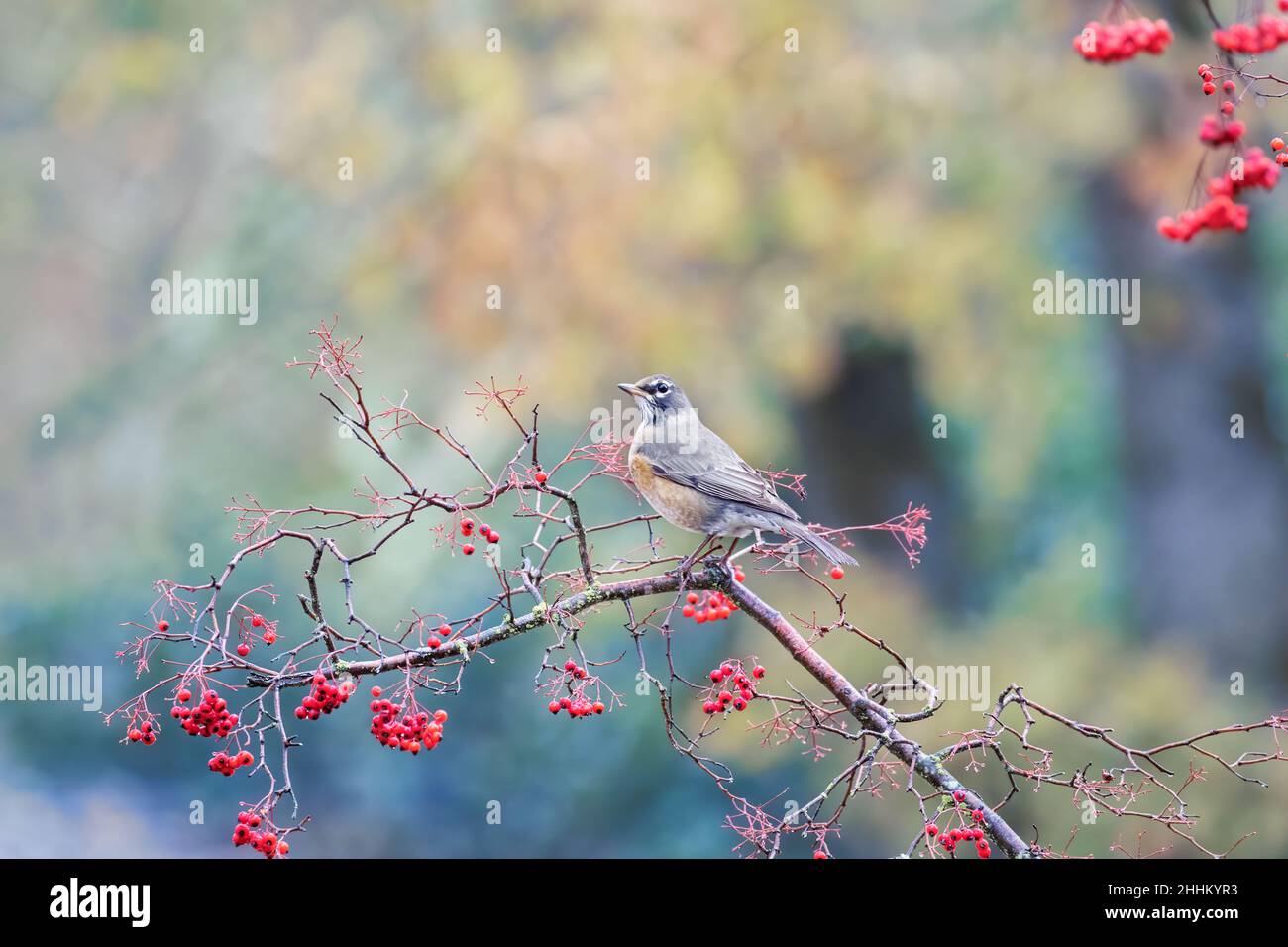 American robin cute bird hi-res stock photography and images - Alamy