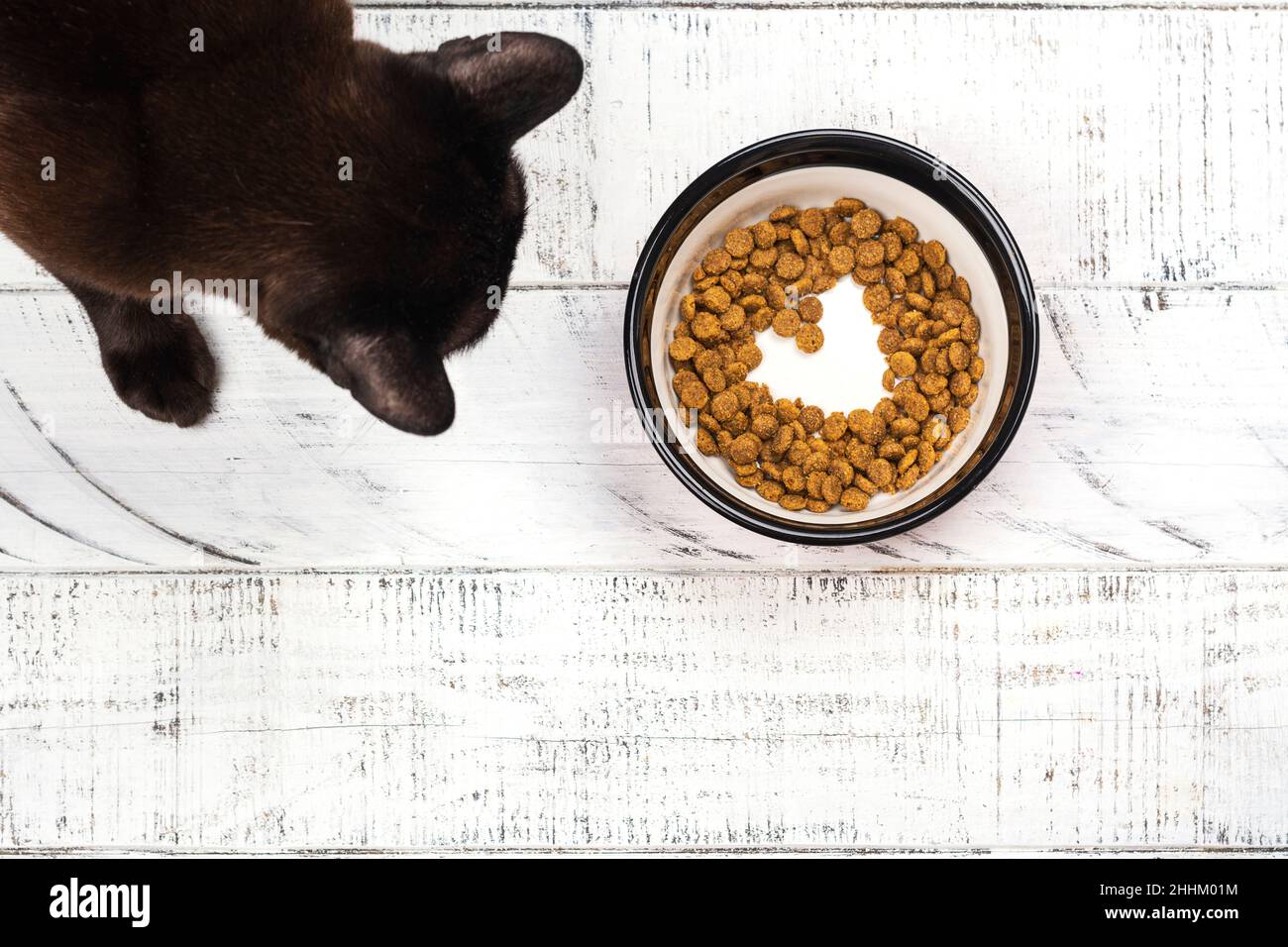 Burmese cat bowl hi-res stock photography and images - Alamy
