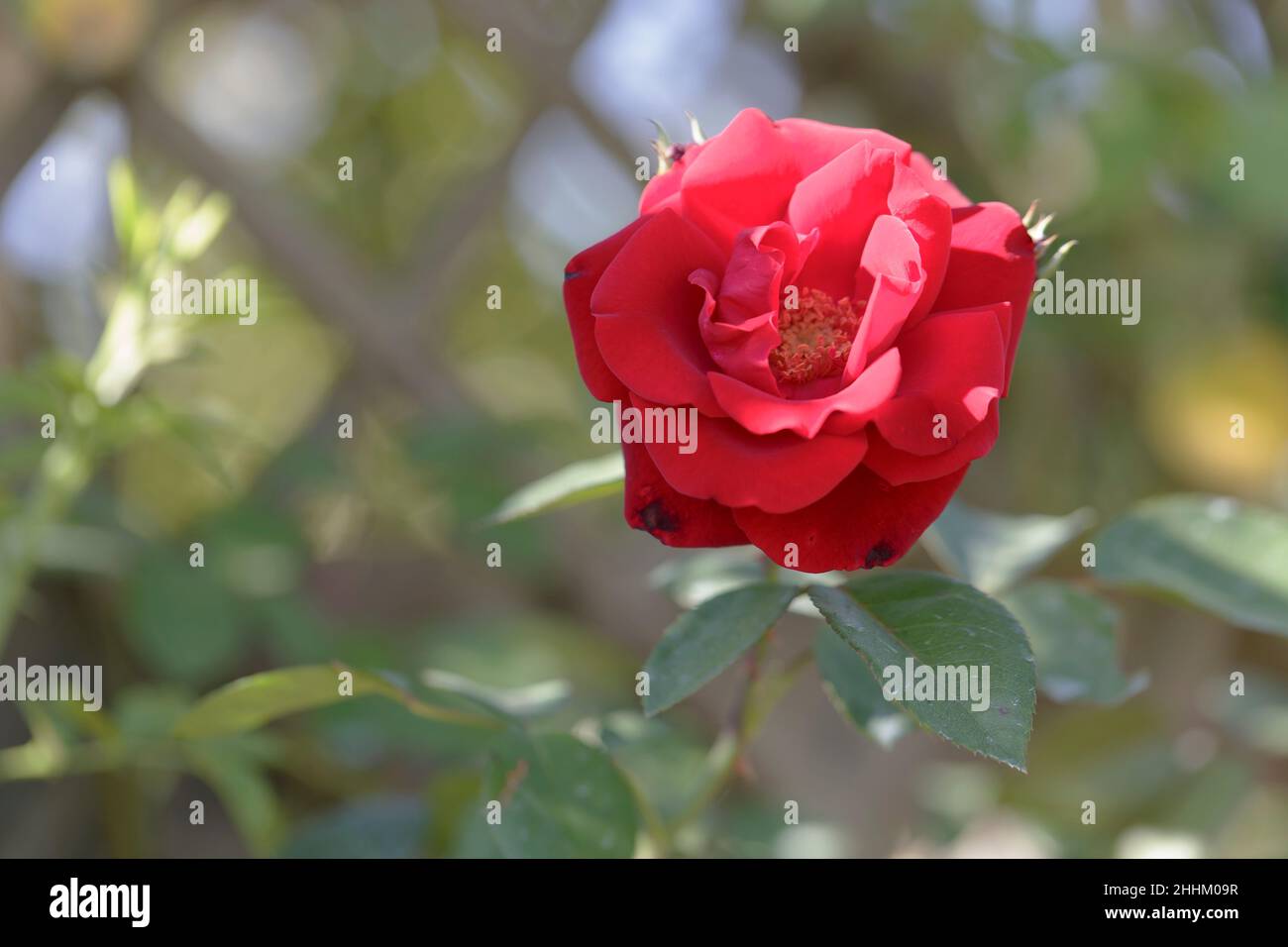 Flower Rose in close view in a garden Stock Photo - Alamy