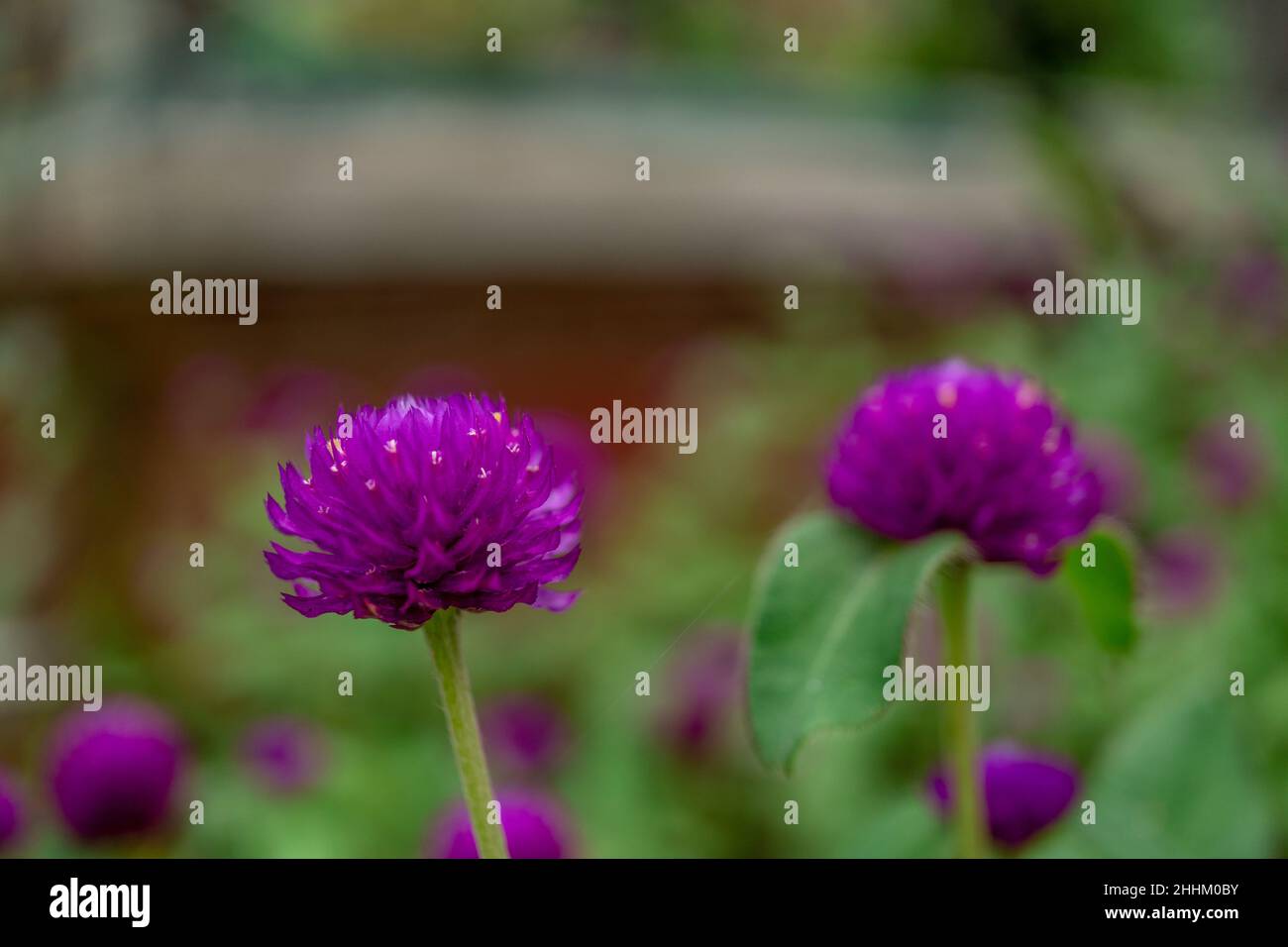 Macro photo of wild flower on the park when spring time. the photos is ...