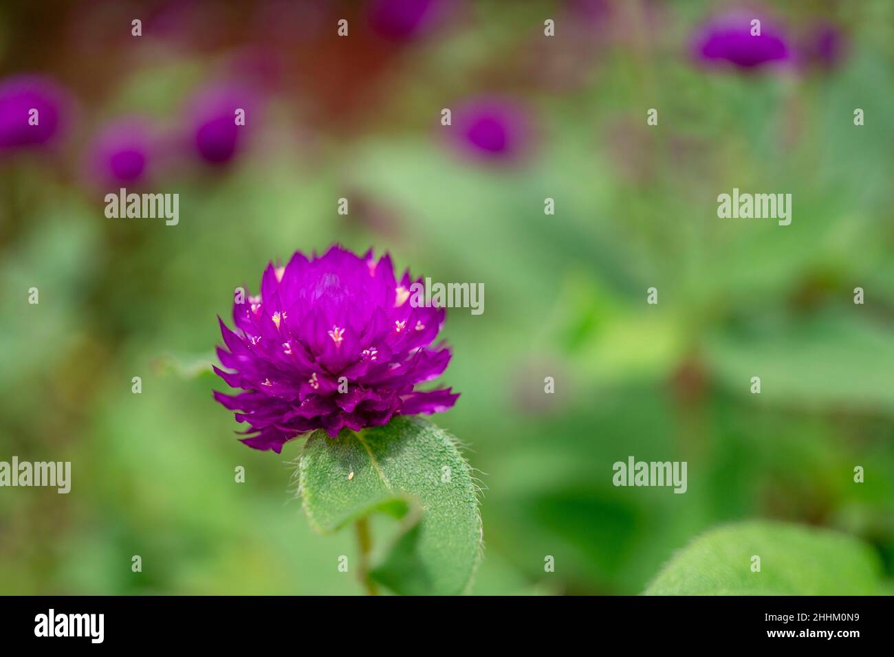 Macro photo of wild flower on the park when spring time. the photos is ...