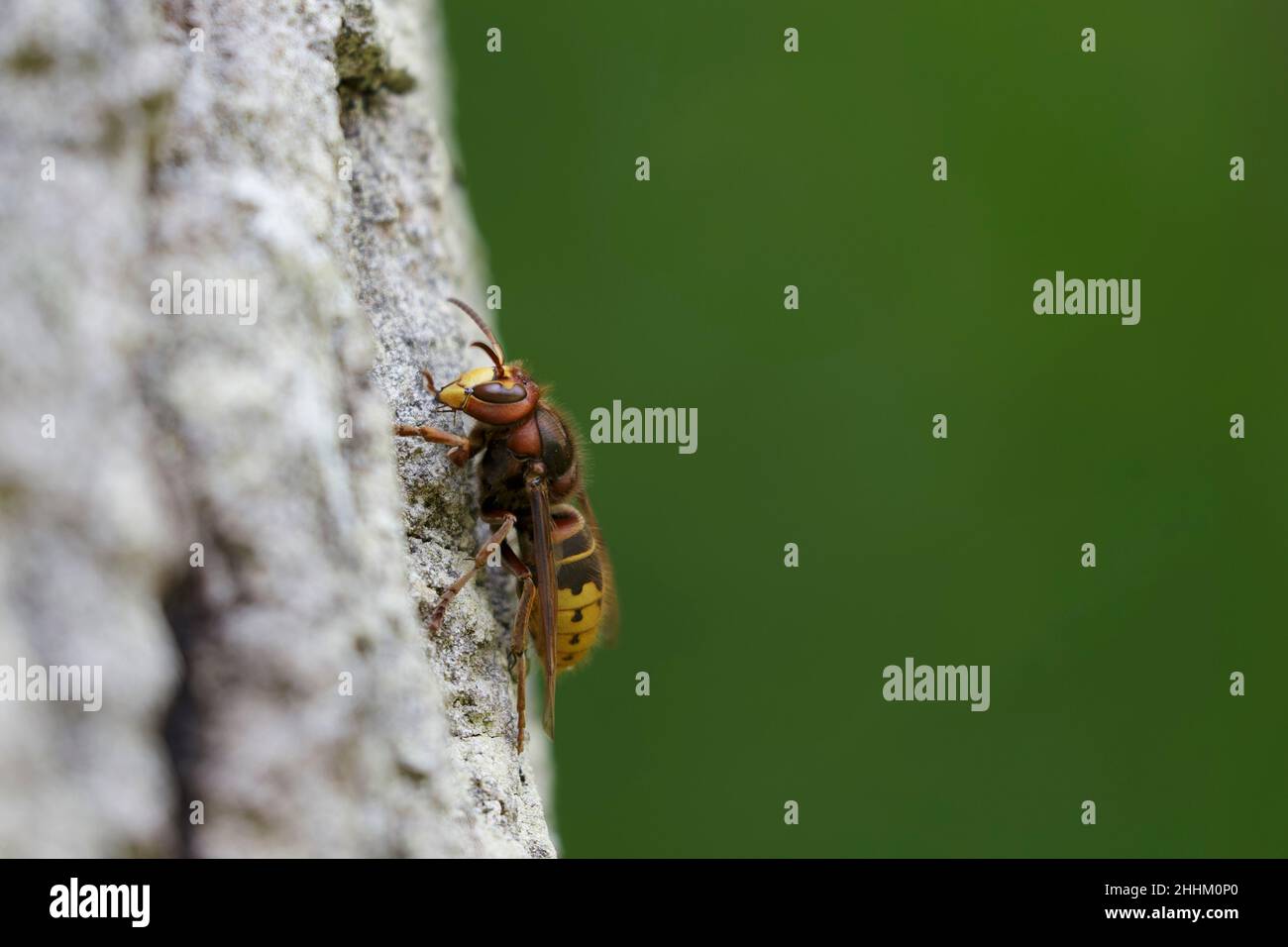 Vespine wasp hi-res stock photography and images - Alamy