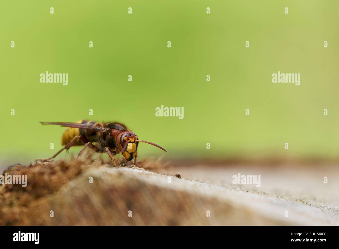 Vespine wasp hi-res stock photography and images - Alamy