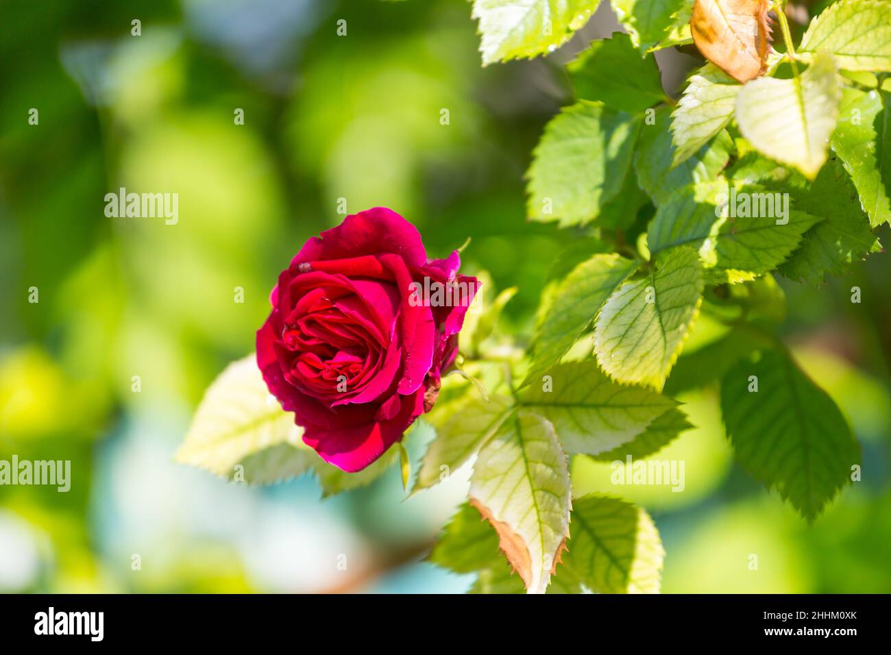 Pink Rose, beautiful nature background Stock Photo - Alamy